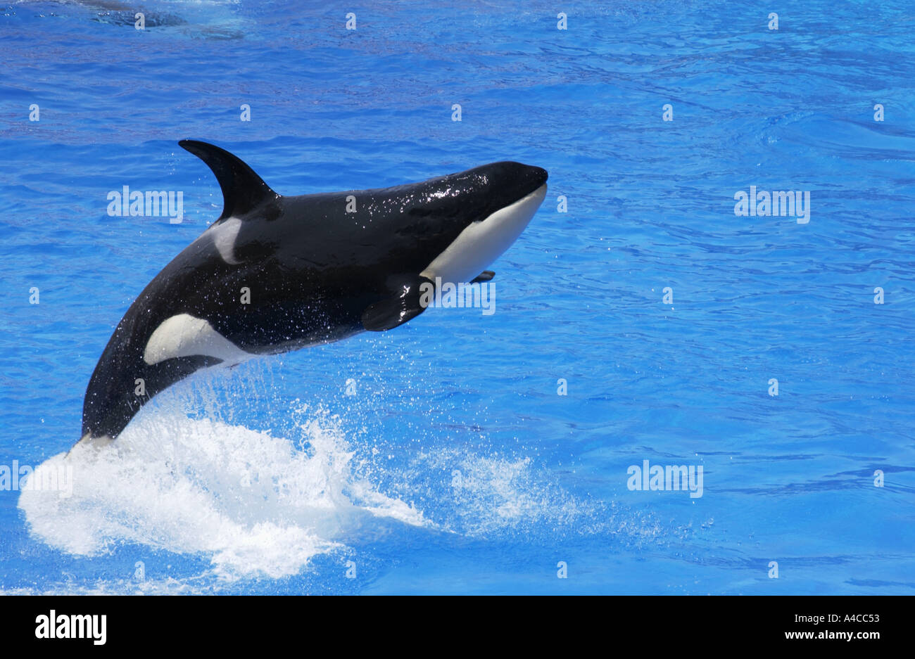 Orca or Killer Whale Stock Photo - Alamy