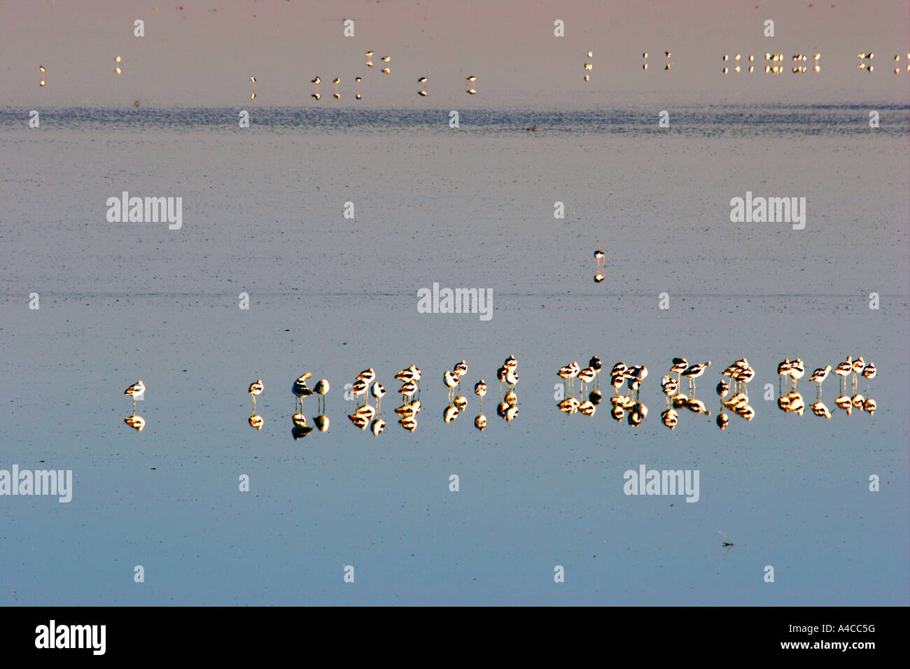 waterfowl, great salt lake, utah Stock Photo - Alamy