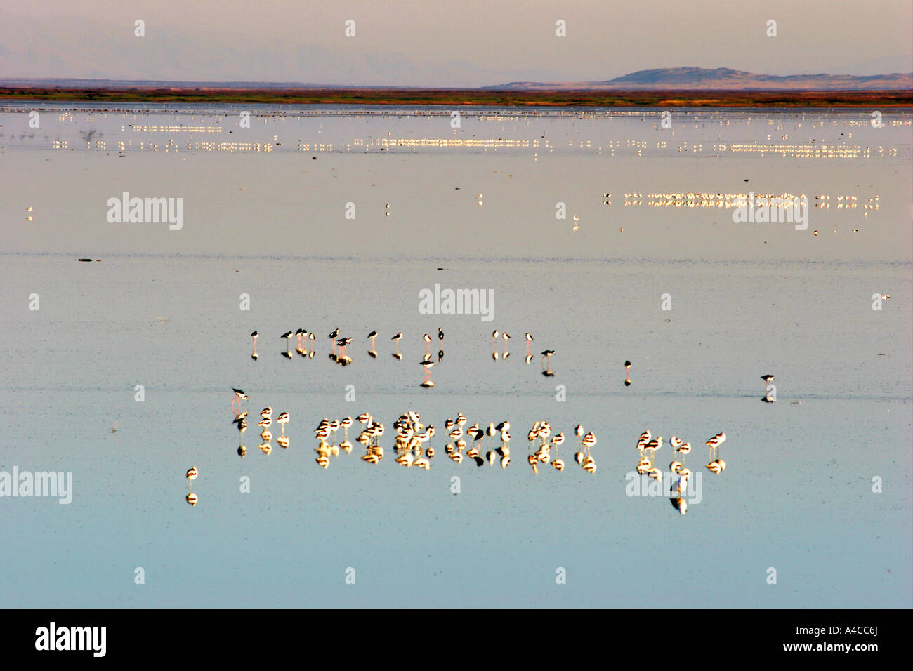 waterfowl, great salt lake, utah Stock Photo - Alamy