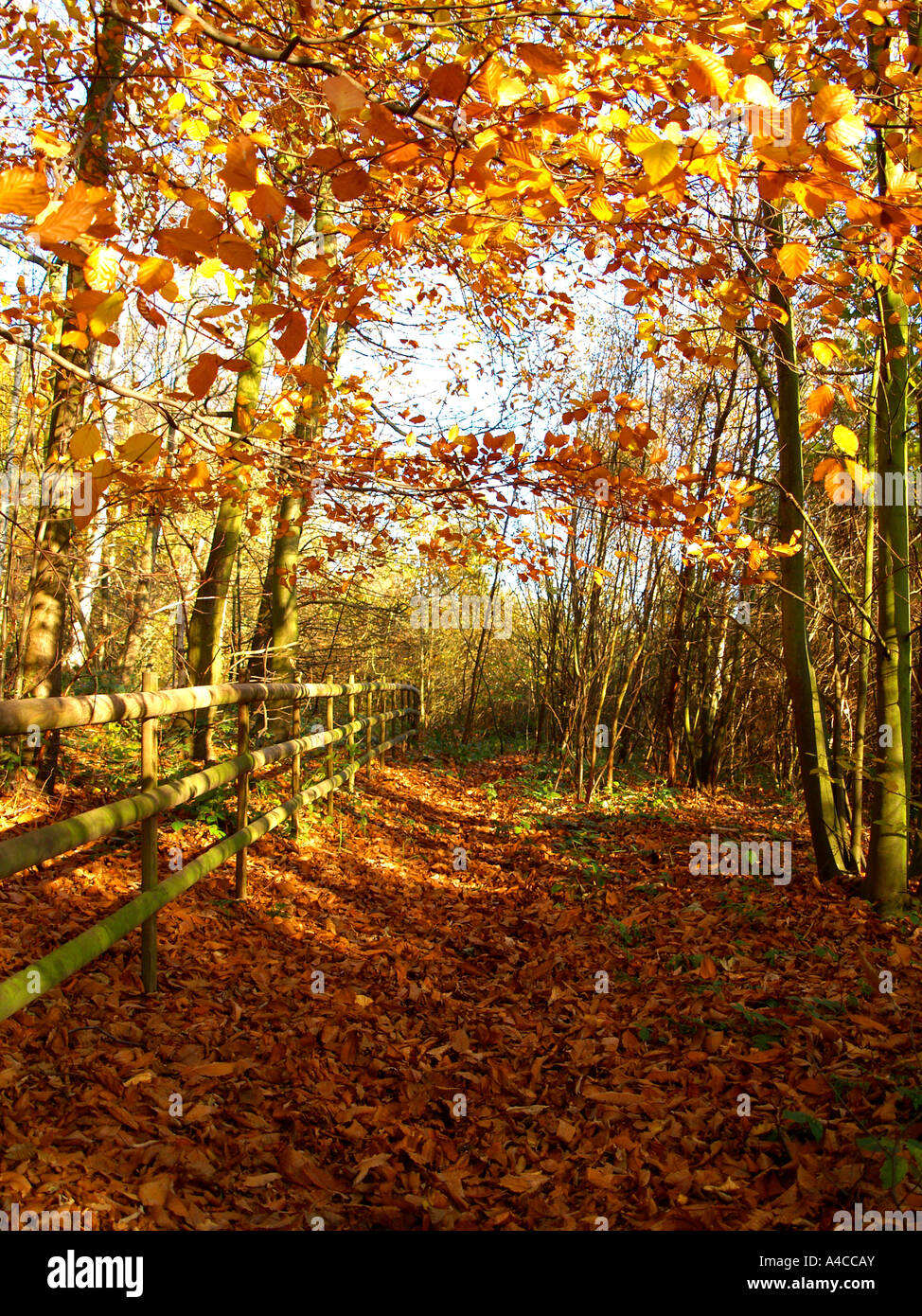 A Colourful Woodland Path in Autumn, Nottinghamshire UK Stock Photo - Alamy