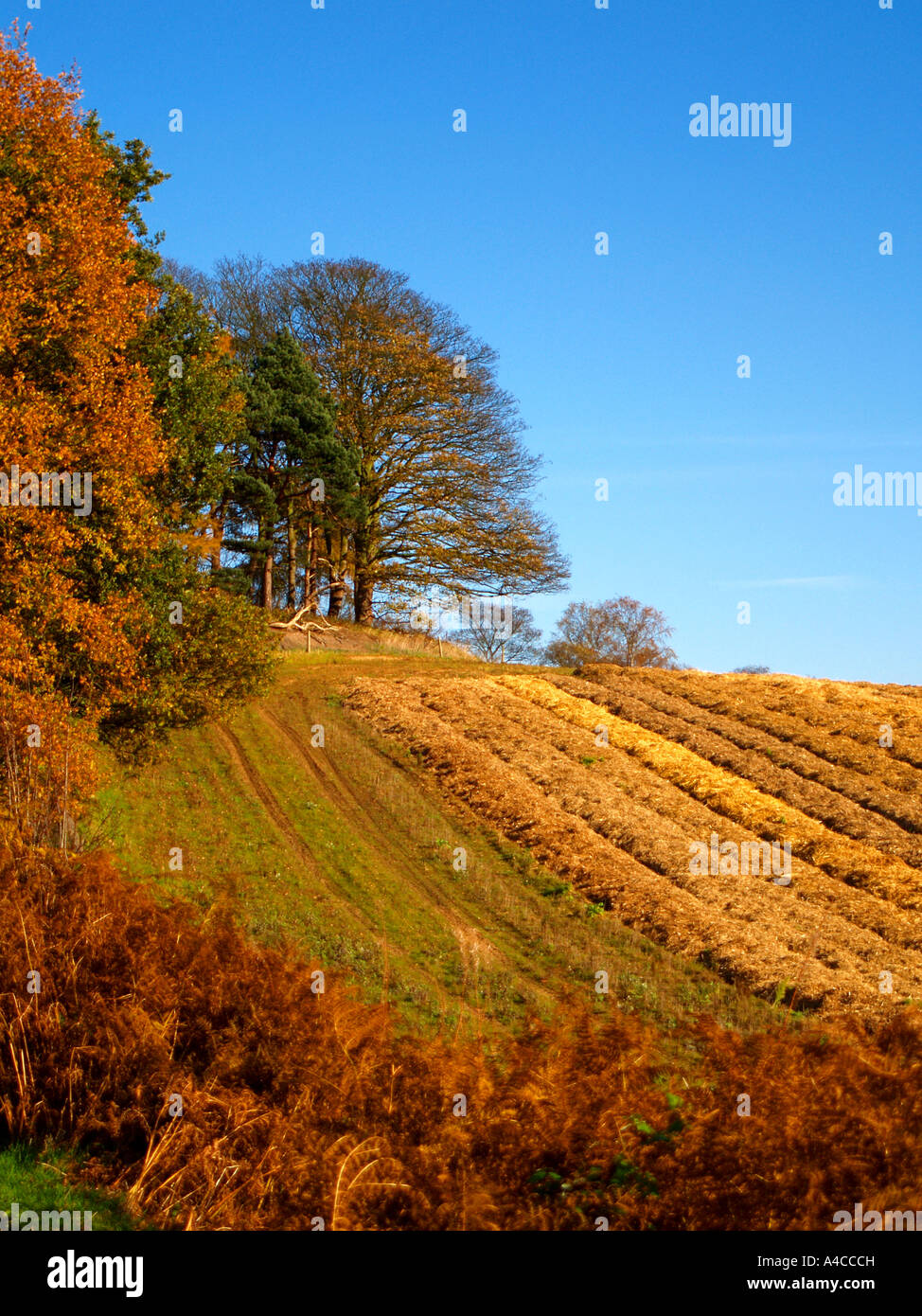 An Autumnal Scene; Nottinghamshire UK Stock Photo - Alamy