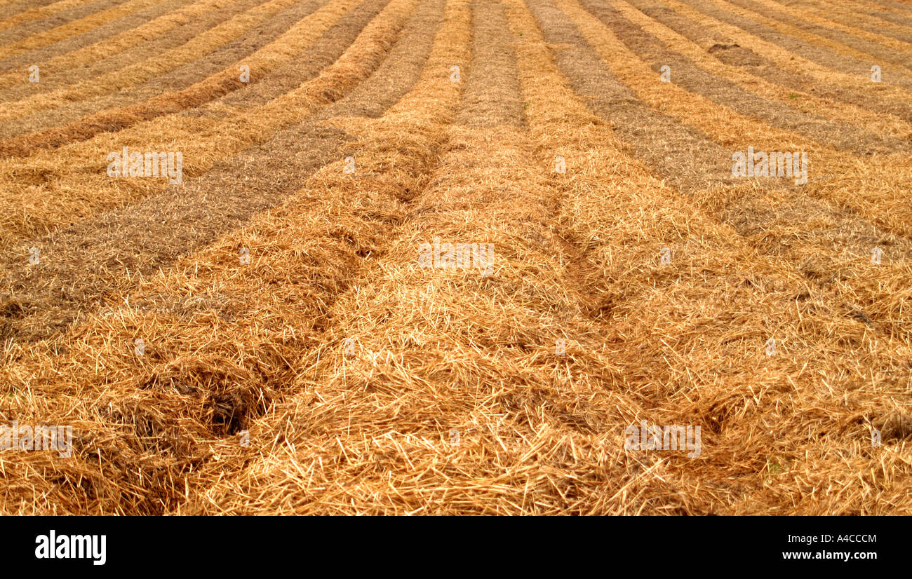 A Field of Hay Stock Photo - Alamy