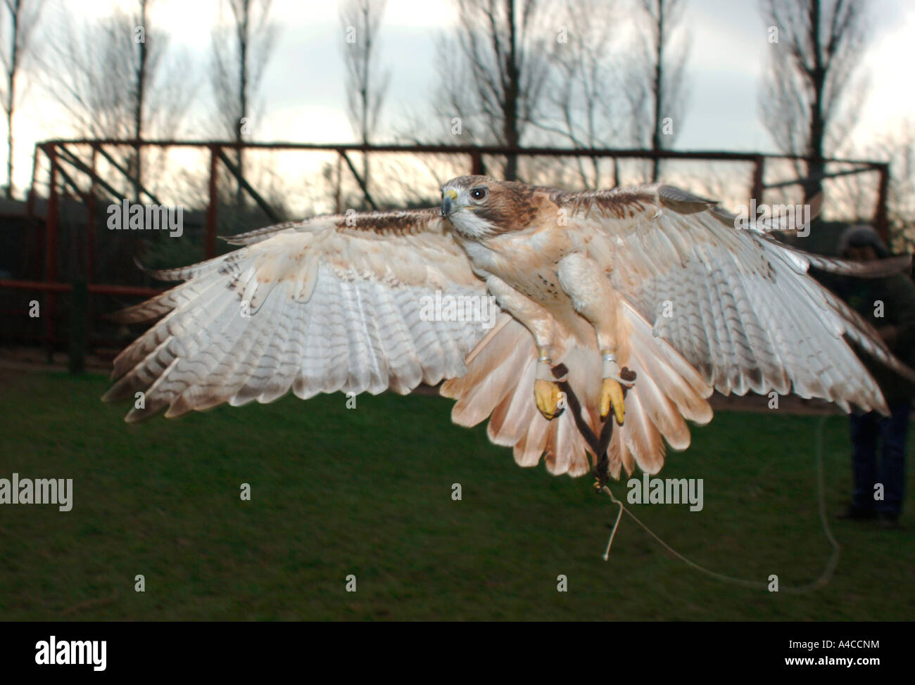 An American Red Tailed Hawk Landing .(Buteo jamaicensis Stock Photo - Alamy