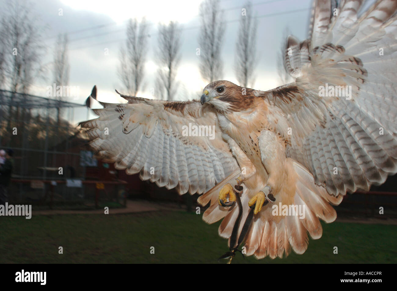 American red tailed hawk landing hi-res stock photography and images ...