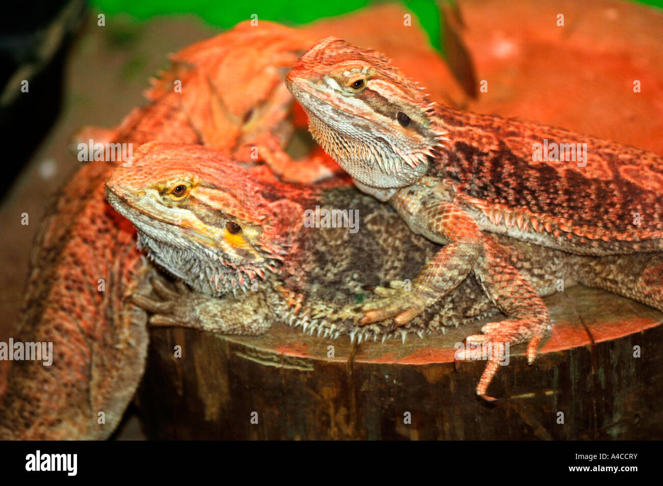 Bearded Dragon Lizards,Lying Under A Heater & Lamp Stock Photo - Alamy