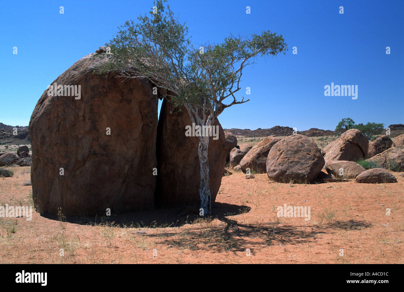 Tree and rock Namibia 2000 Stock Photo - Alamy