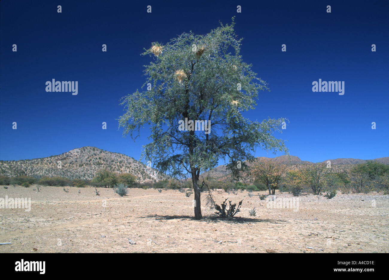 Desert tree and landscape Namibia 2000 Stock Photo - Alamy