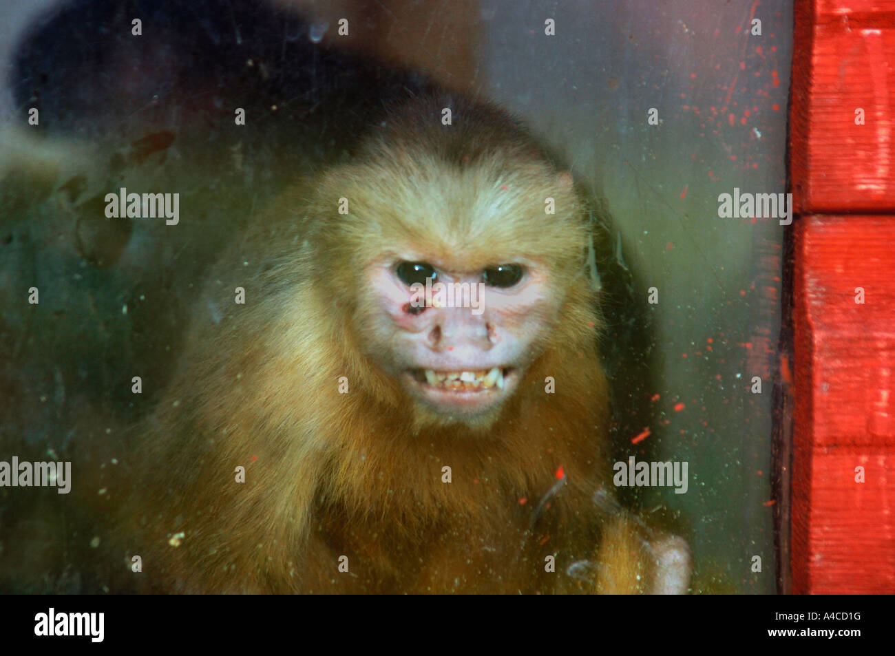 A Captive Capuchin Monkey, In Its Enclosure At A wildlife Center In ...