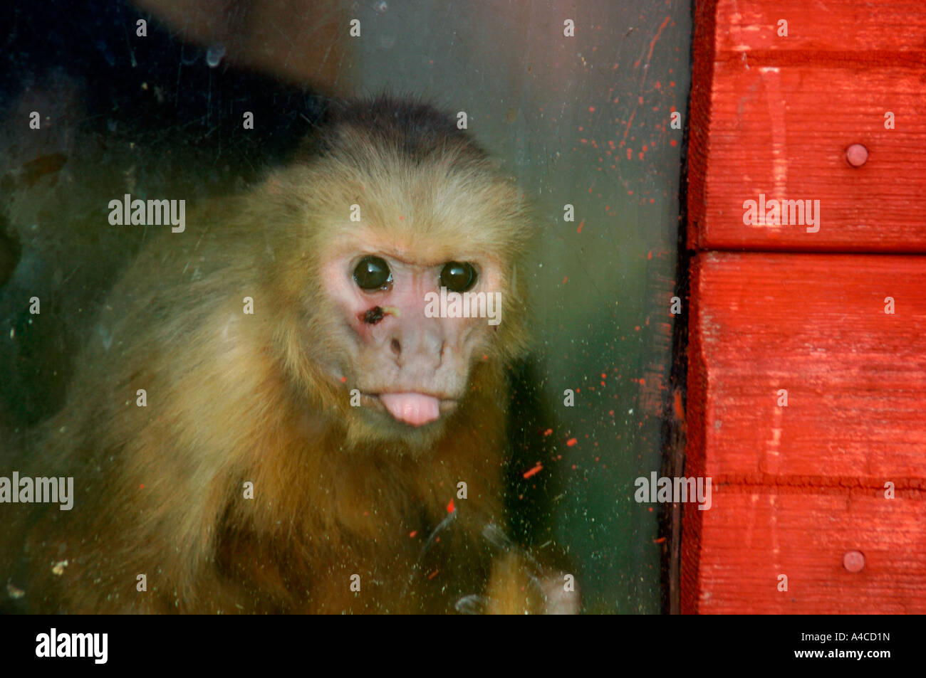 A Captive Capuchin Monkey, In Its Enclosure At A wildlife Center In ...