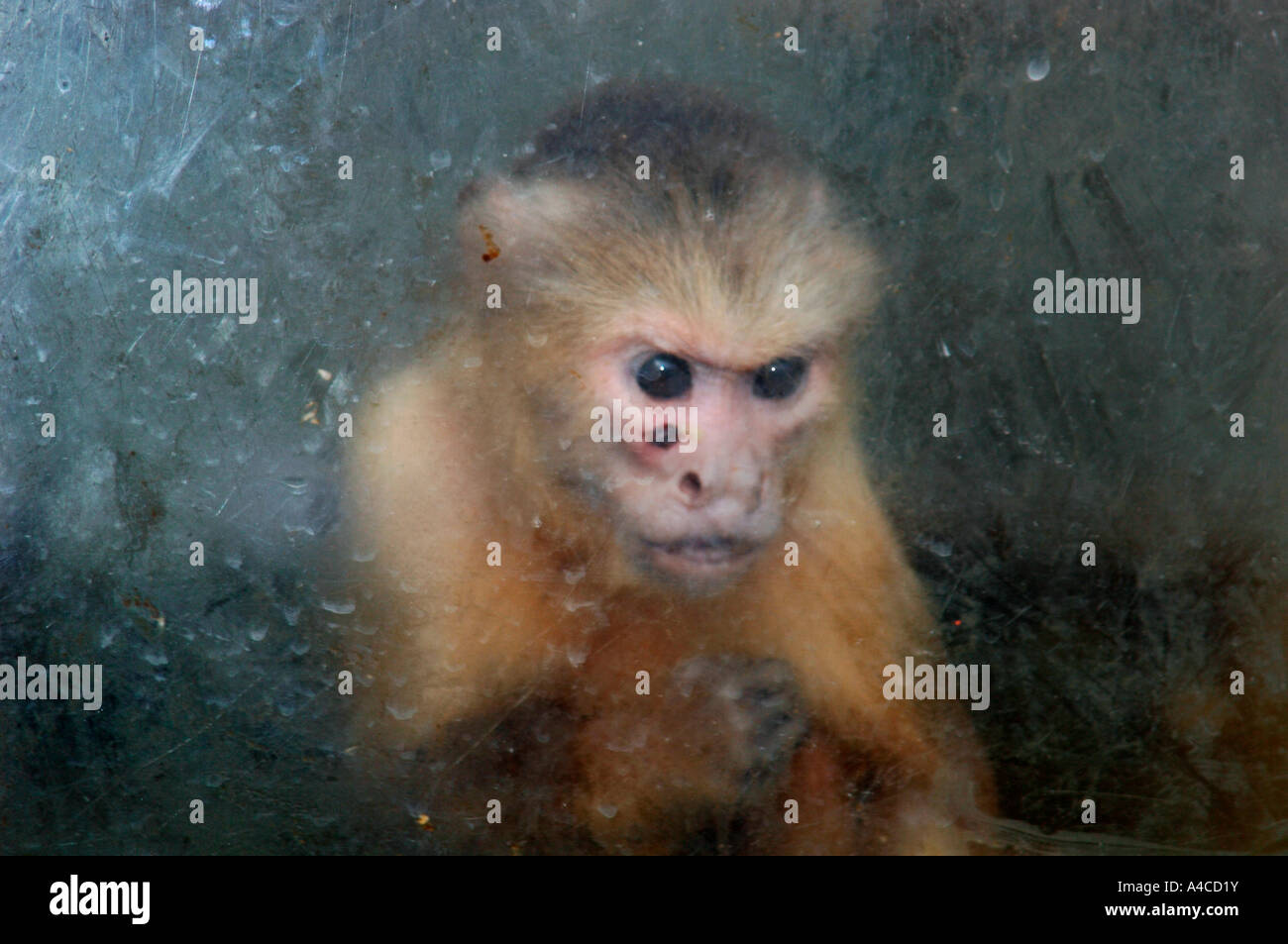 A Captive Capuchin Monkey, In Its Enclosure At A wildlife Center In ...