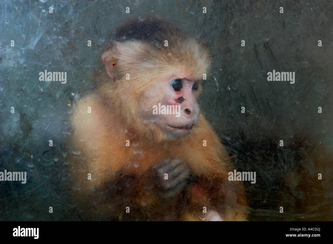 A Captive Capuchin Monkey, In Its Enclosure At A wildlife Center In ...