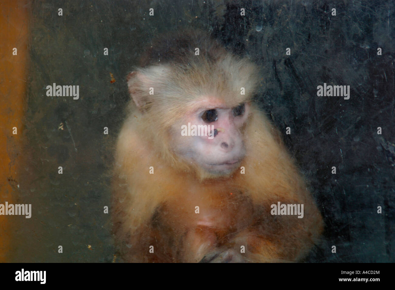 A Captive Capuchin Monkey, In Its Enclosure At A wildlife Center In ...