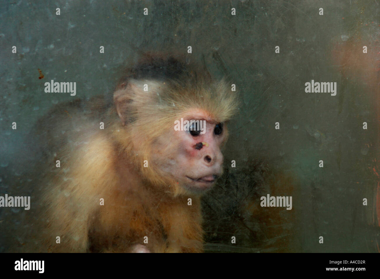 A Captive Capuchin Monkey, In Its Enclosure At A wildlife Center In ...