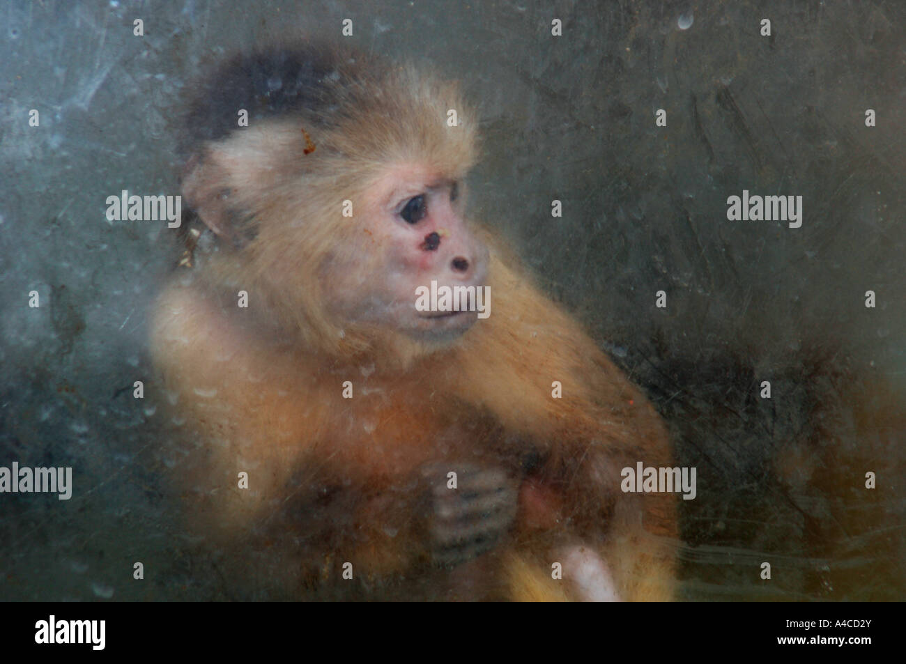 A Captive Capuchin Monkey, In Its Enclosure At A wildlife Center In ...