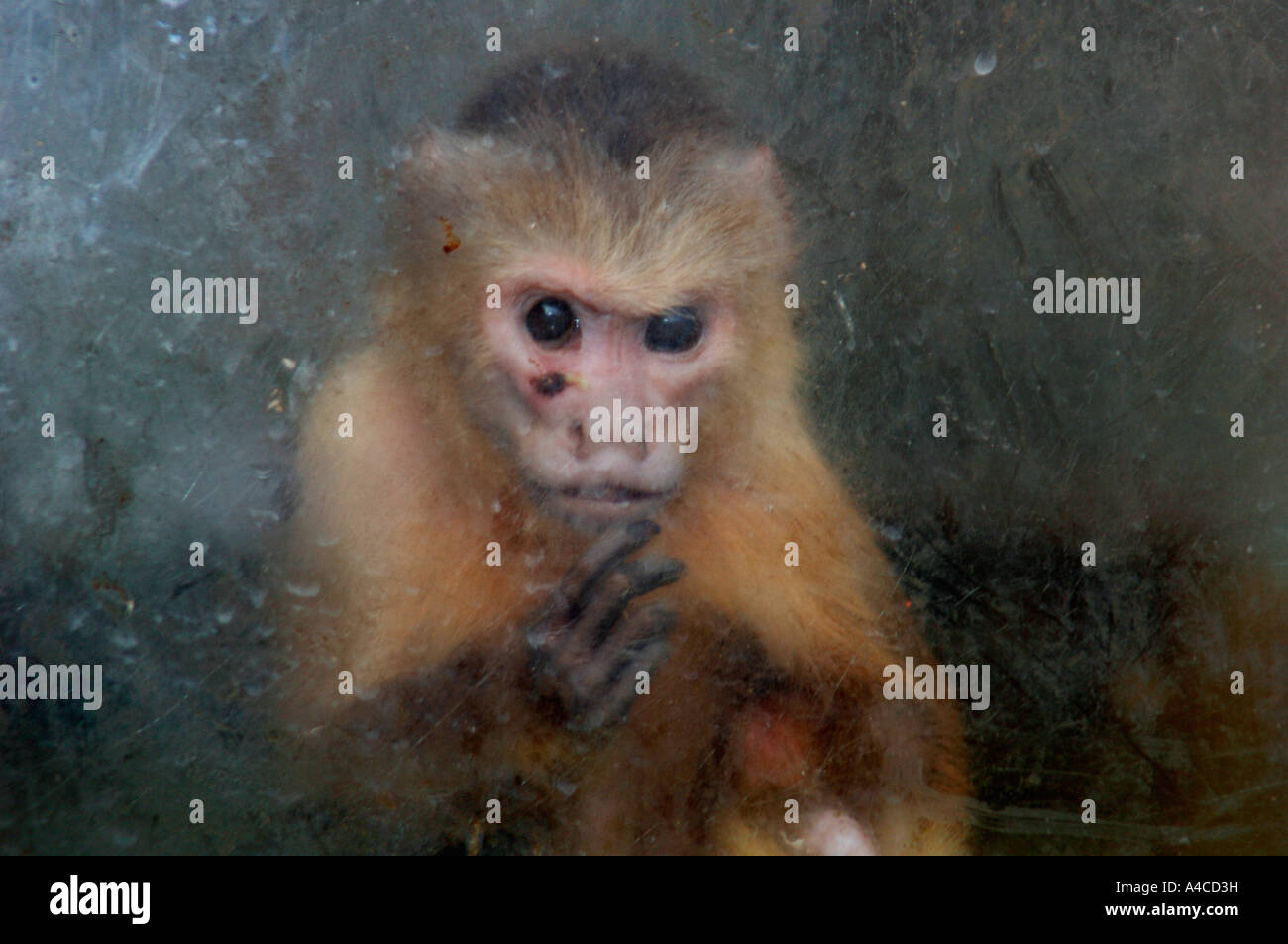 A Captive Capuchin Monkey, In Its Enclosure At A wildlife Center In ...