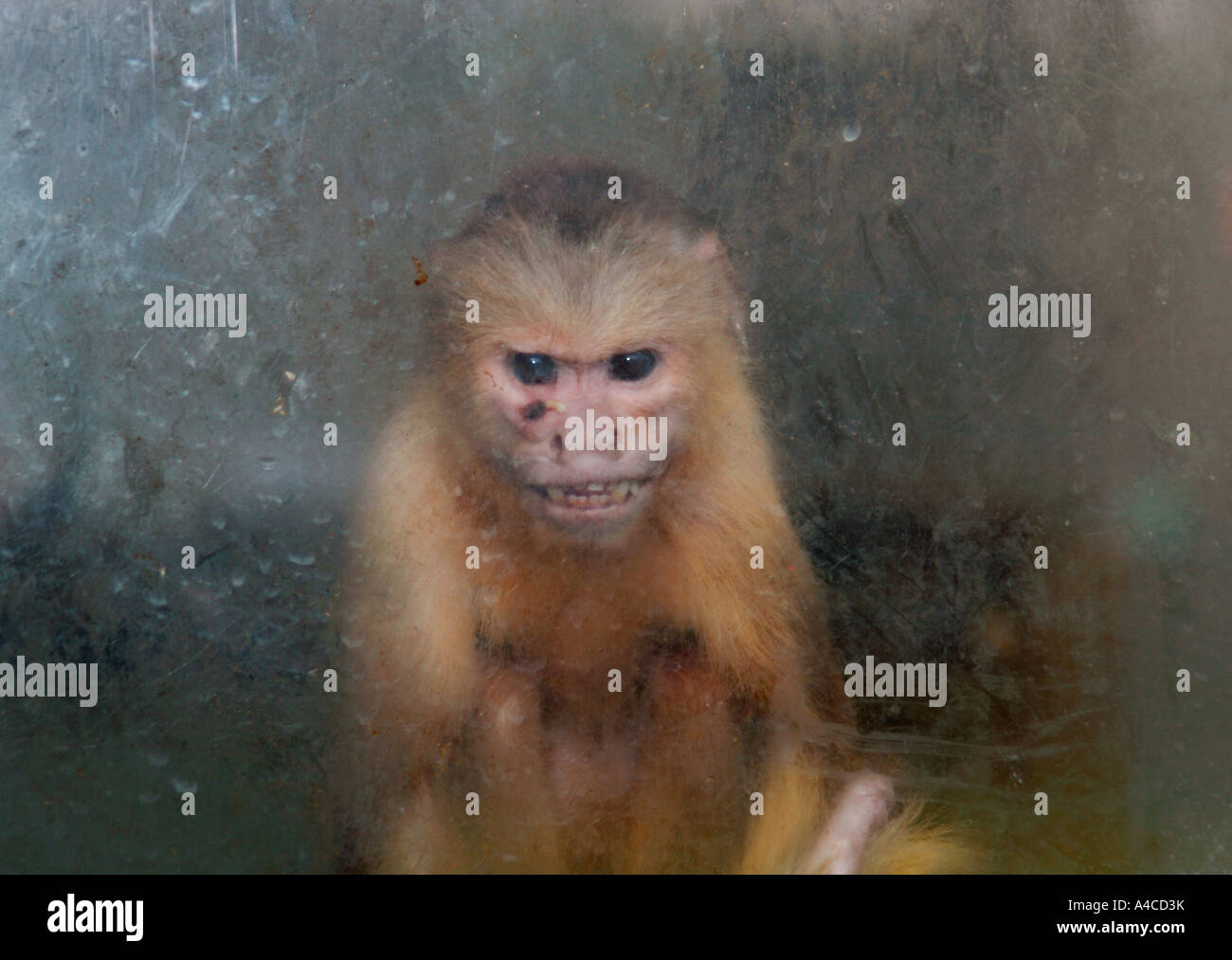 A Captive Capuchin Monkey, In Its Enclosure At A wildlife Center In ...
