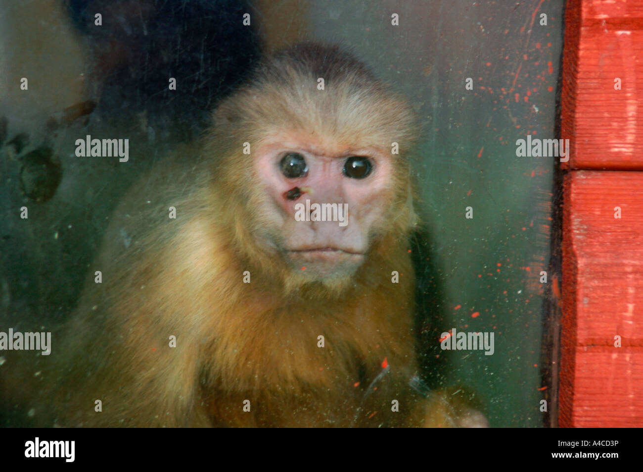 A Captive Capuchin Monkey, In Its Enclosure At A wildlife Center In ...