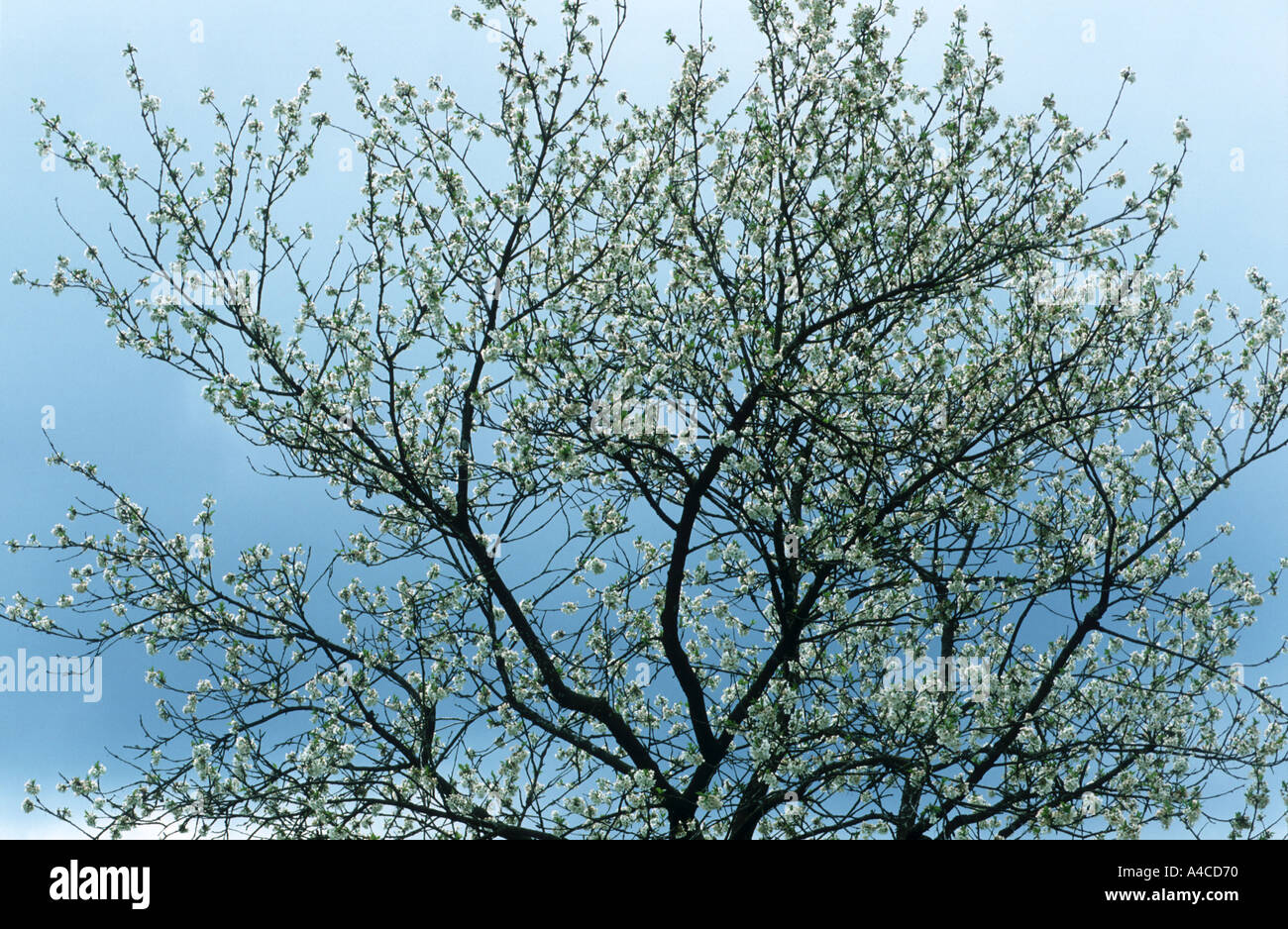 Argen River High Resolution Stock Photography and Images - Alamy