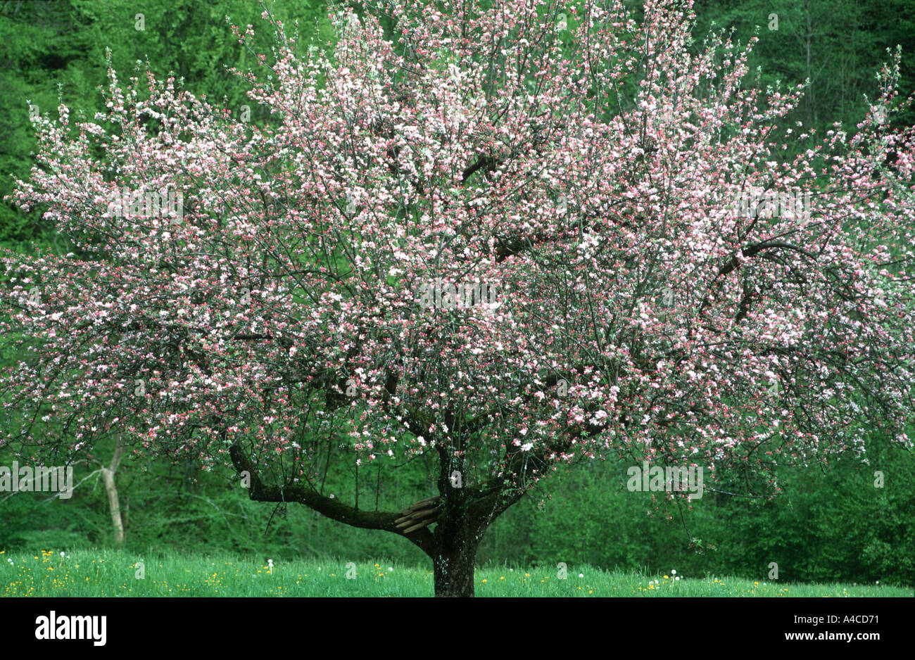 Argen River High Resolution Stock Photography and Images - Alamy