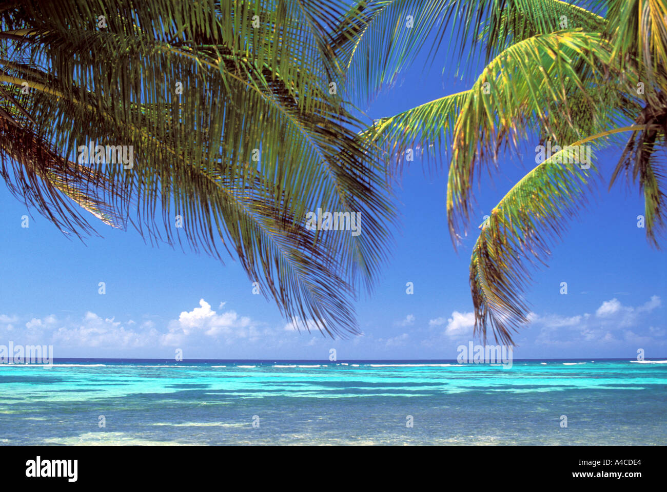View of shallow tropical water framed by palm leaves Grand Cayman ...