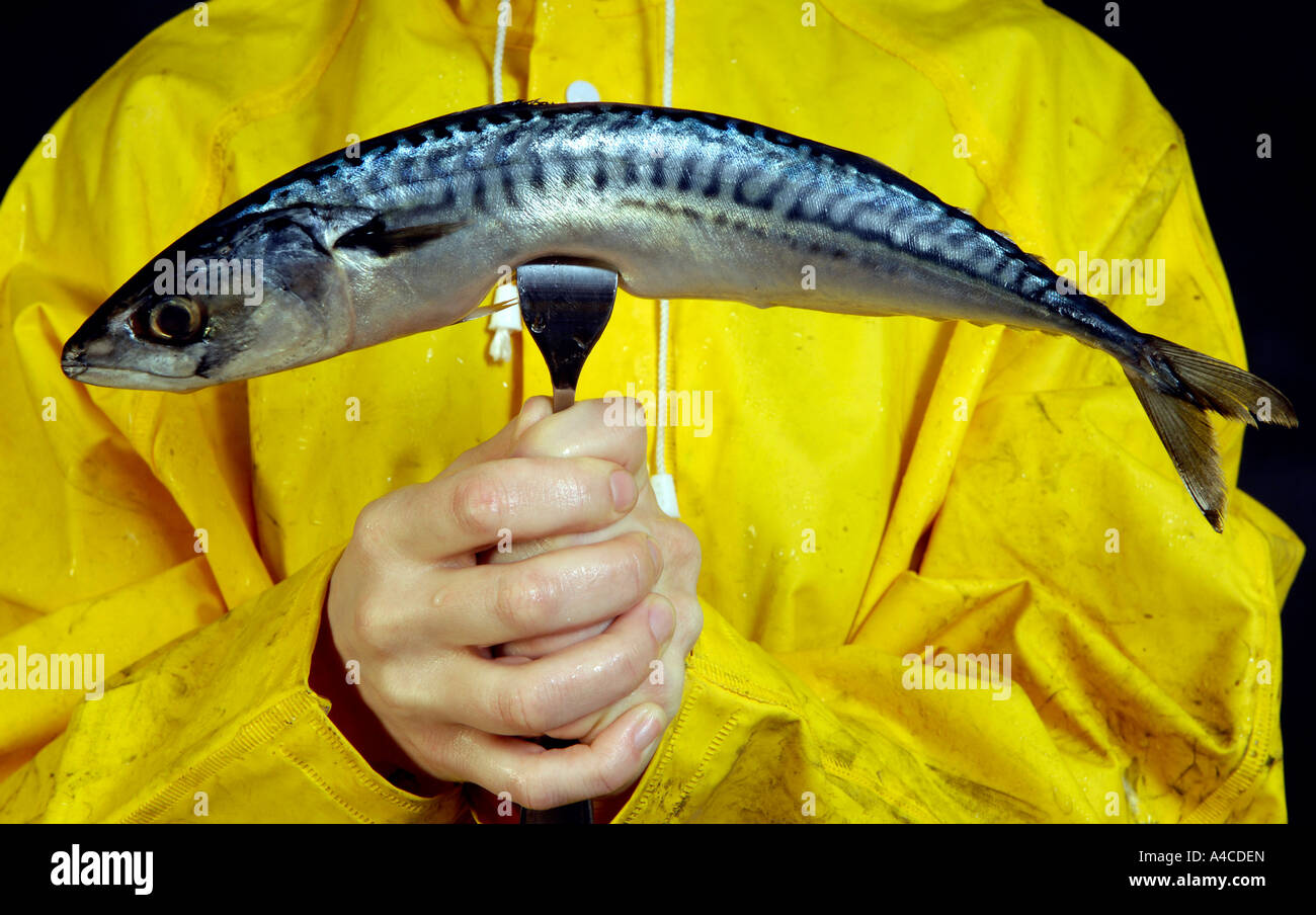 A woman in yellow oilskins holding raw fish Stock Photo - Alamy