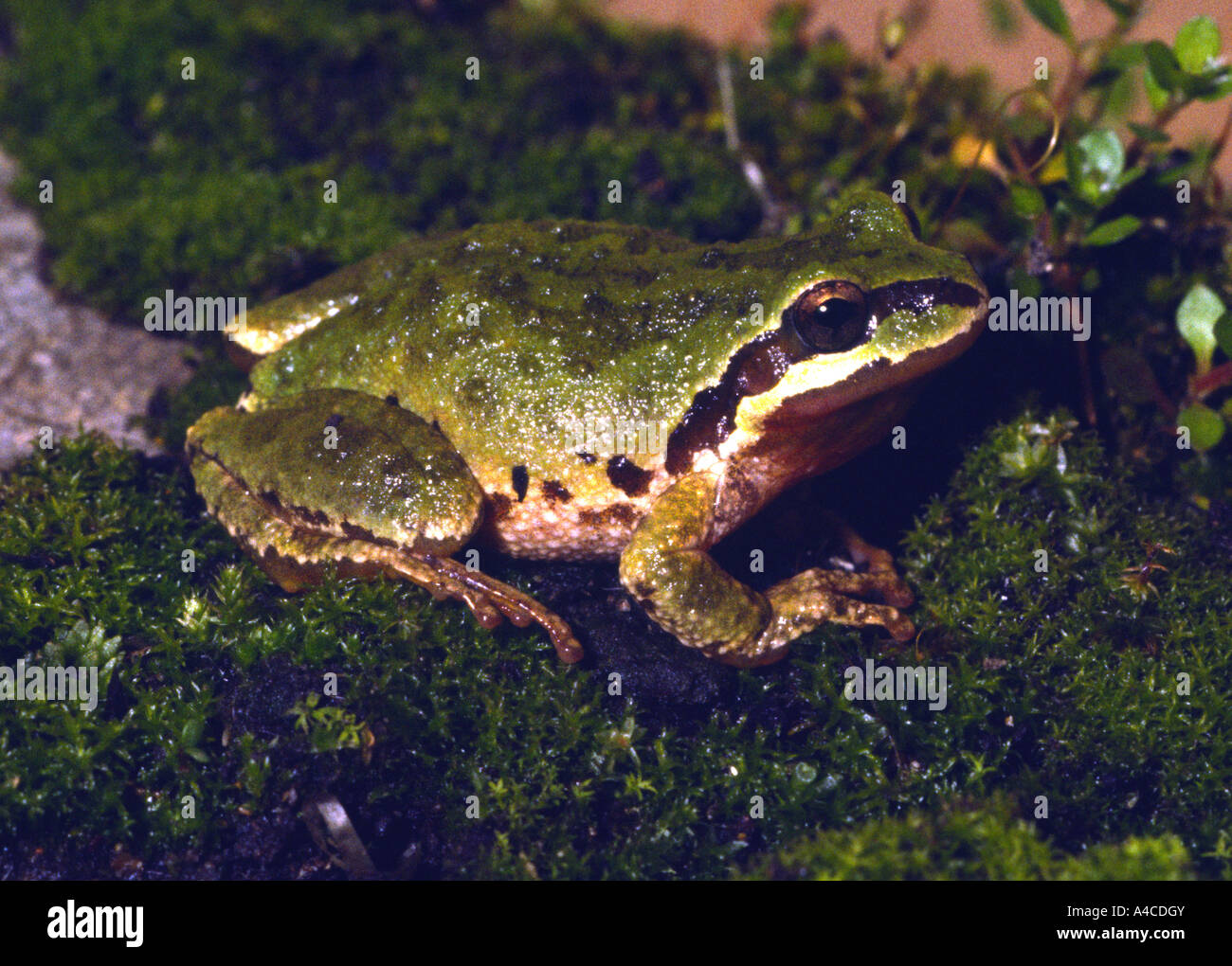 Pacific tree frog hyla regilla hi-res stock photography and images - Alamy