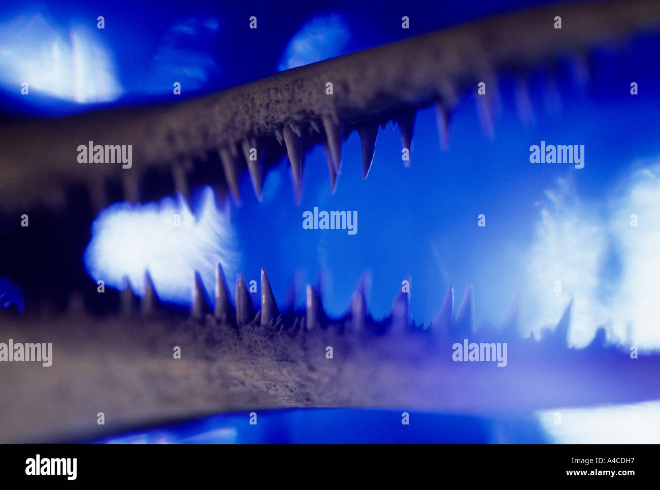 Barracuda open mouth hi-res stock photography and images - Alamy