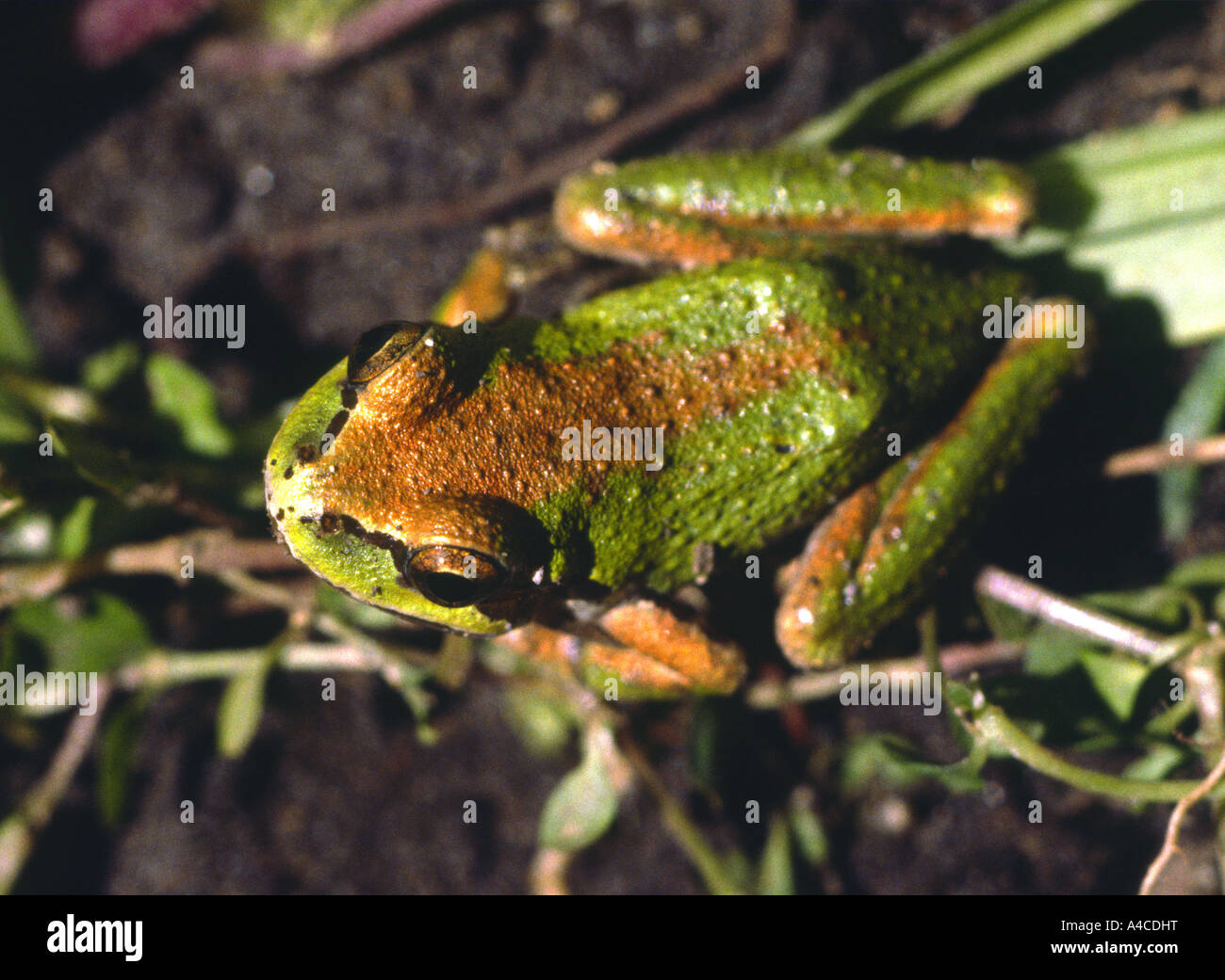 Pacific treefrog Hyla regilla San Francisco California Stock Photo - Alamy
