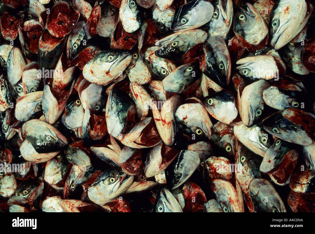 Fish heads and guts hi-res stock photography and images - Alamy