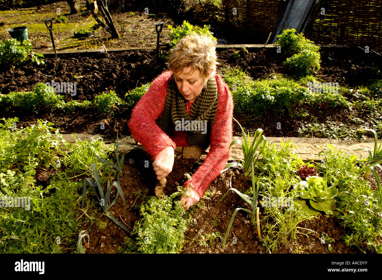 Carol Grow Stock Photos & Carol Grow Stock Images - Alamy