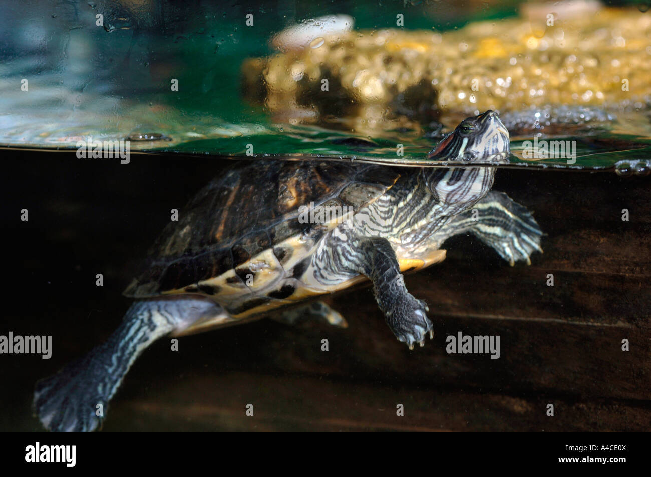 Red-Eared Terrapin ,Surfacing In A Fish Tank, (Trachemys scripta ...