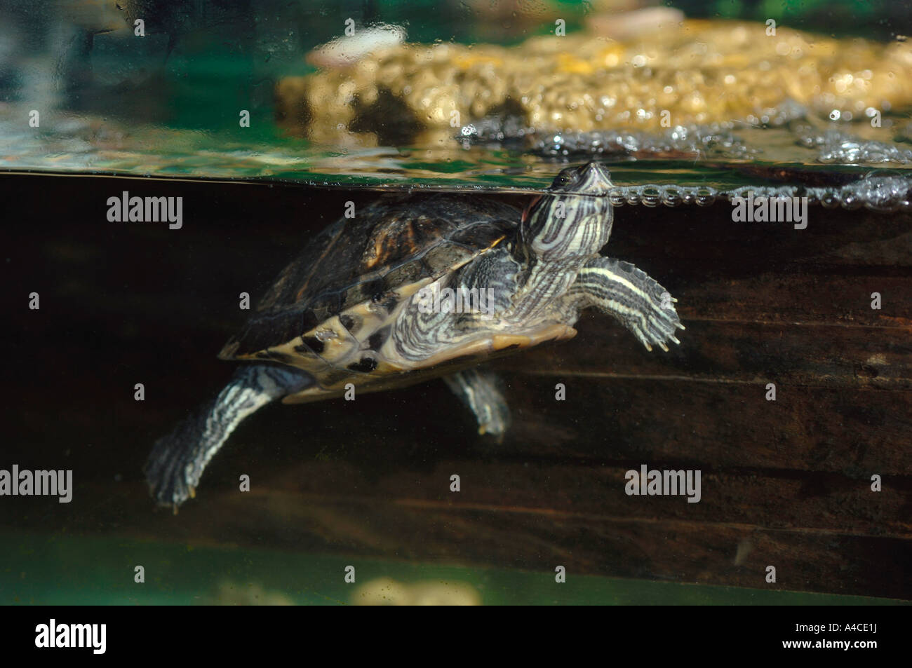 Fish terrapin hi-res stock photography and images - Alamy