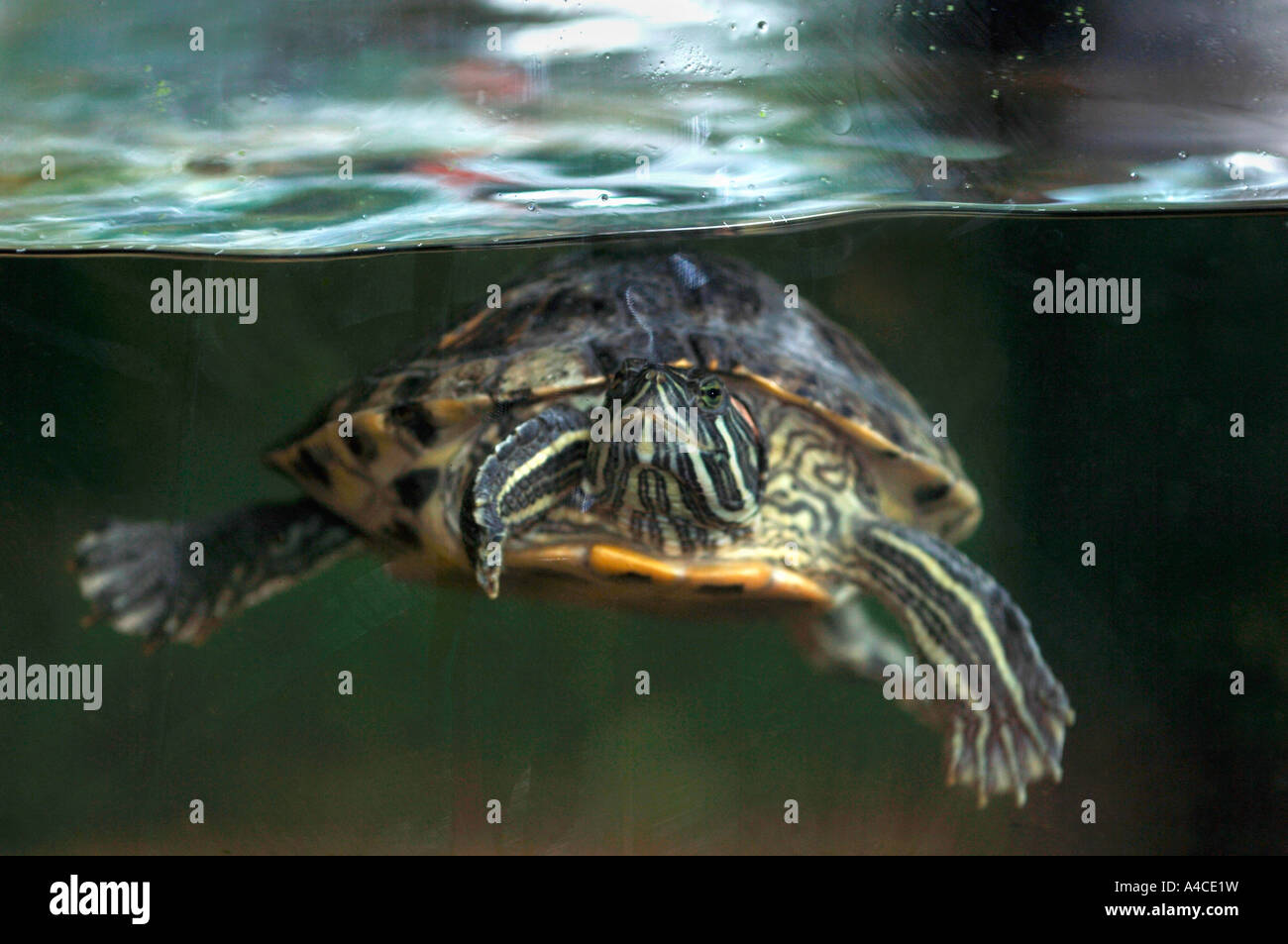 Red-Eared Terrapin Swimming Underwater In A Fish Tank, (Trachemys ...