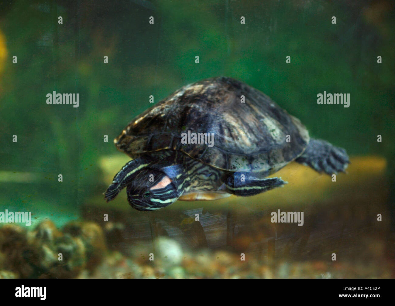 Red-Eared Terrapin Swimming Underwater In A Fish Tank, (Trachemys ...