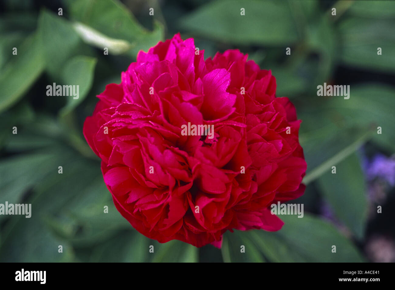 Red double peony hi-res stock photography and images - Alamy