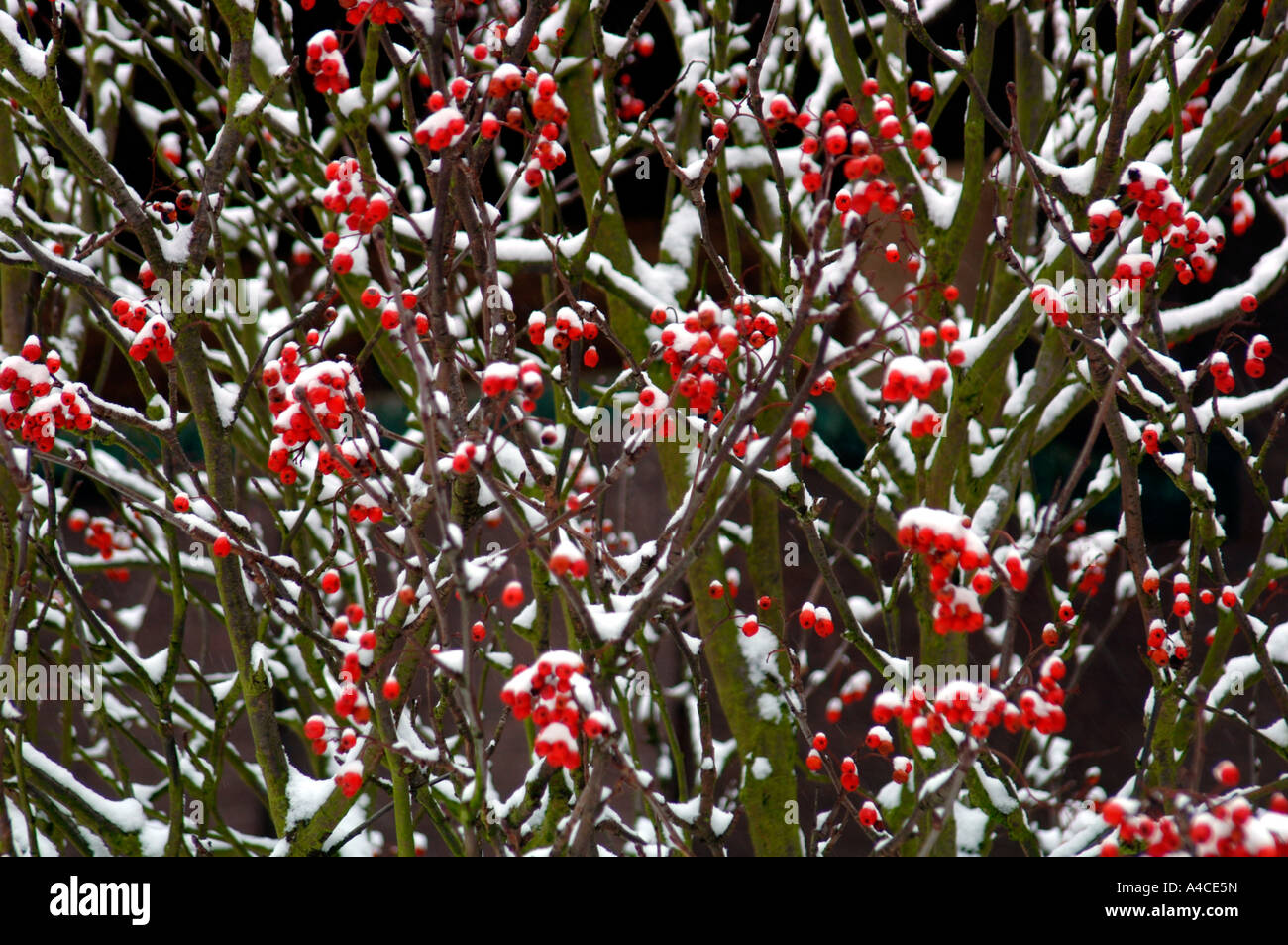 Branches hawthorn hi-res stock photography and images - Alamy