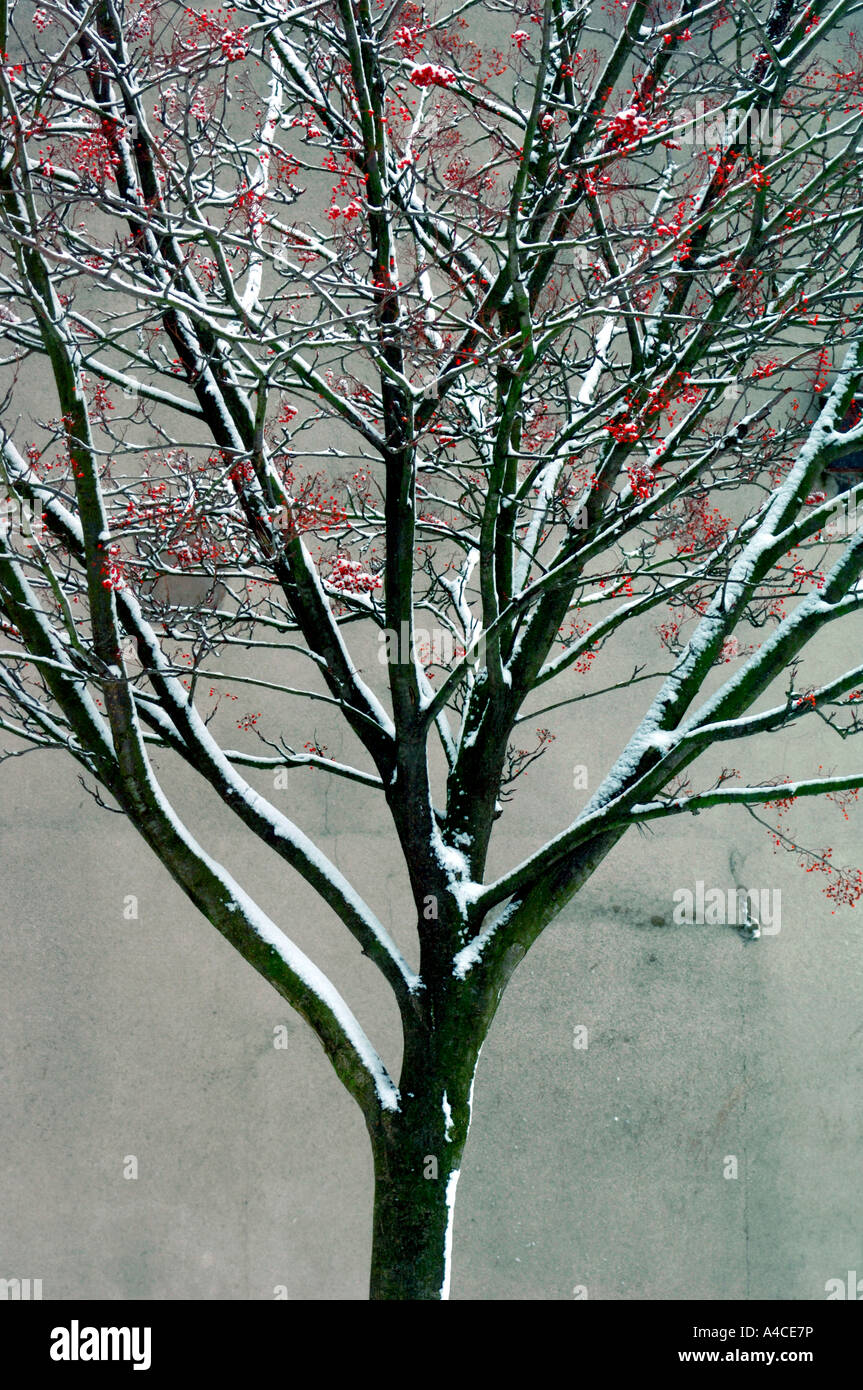 Hawthorn tree branches hi-res stock photography and images - Alamy