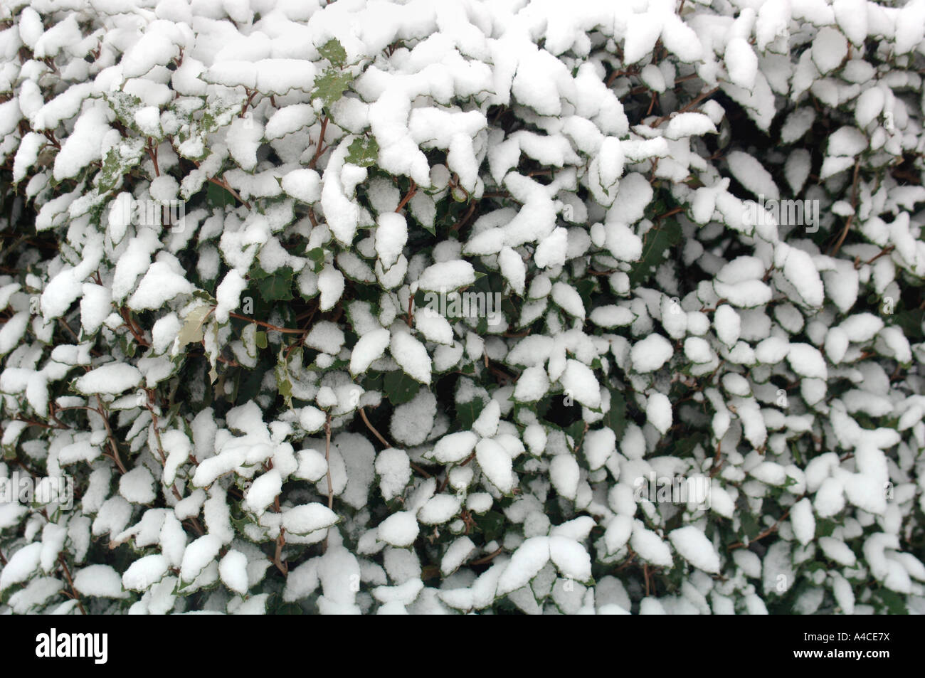 Snow Covered Hedges Stock Photo - Alamy