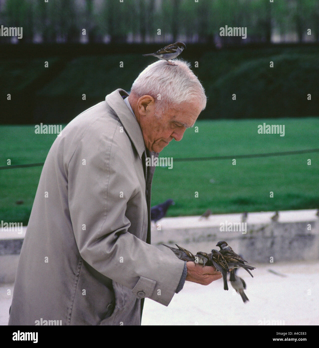 Birds of paris hi-res stock photography and images - Alamy