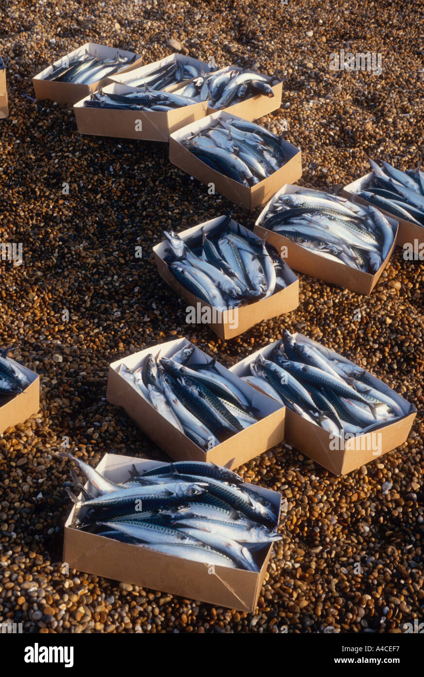 Boxes of freshly caught mackerel at Chesil Beach Dorset England UK ...
