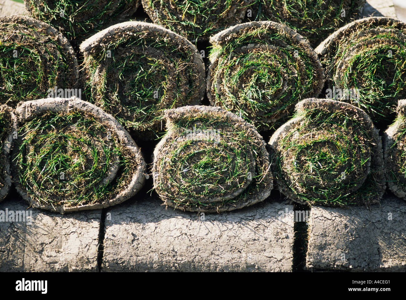 Grass turf rolled and ready for laying Stock Photo - Alamy