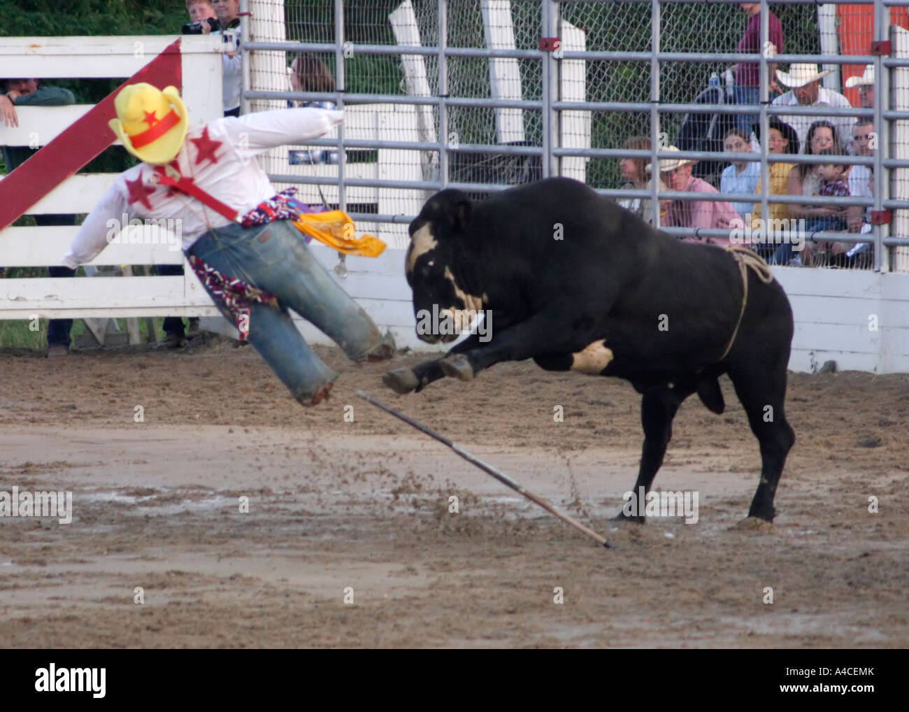 Rodeo bull sends dummy flying Stock Photo - Alamy