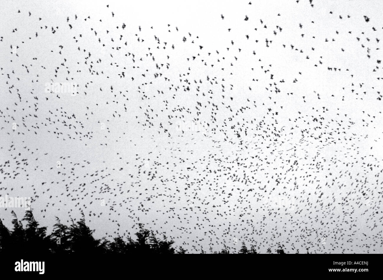Small flock of starlings hi-res stock photography and images - Alamy