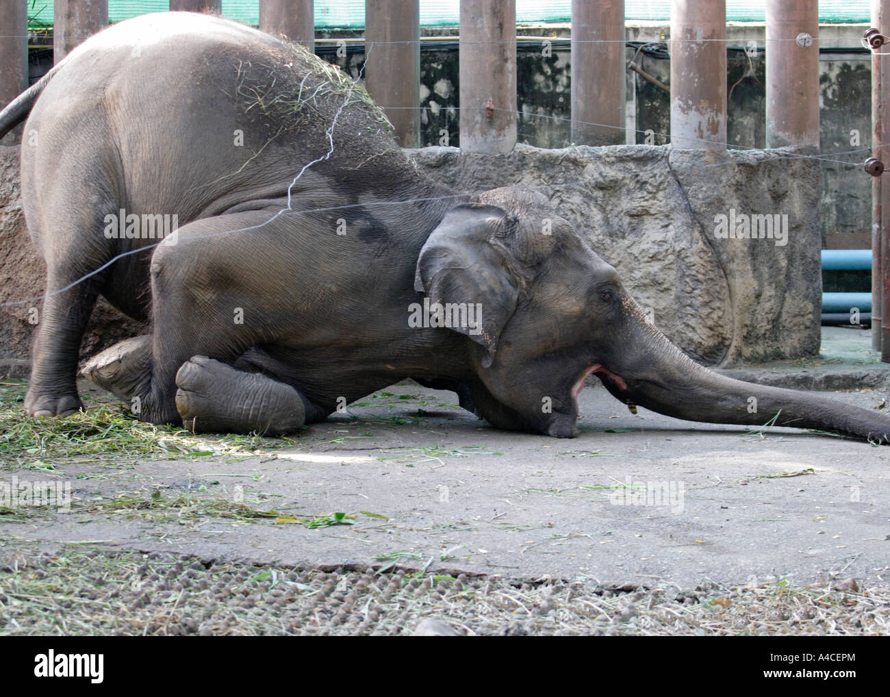 Elephant in Bangkok Zoo stretching Stock Photo - Alamy