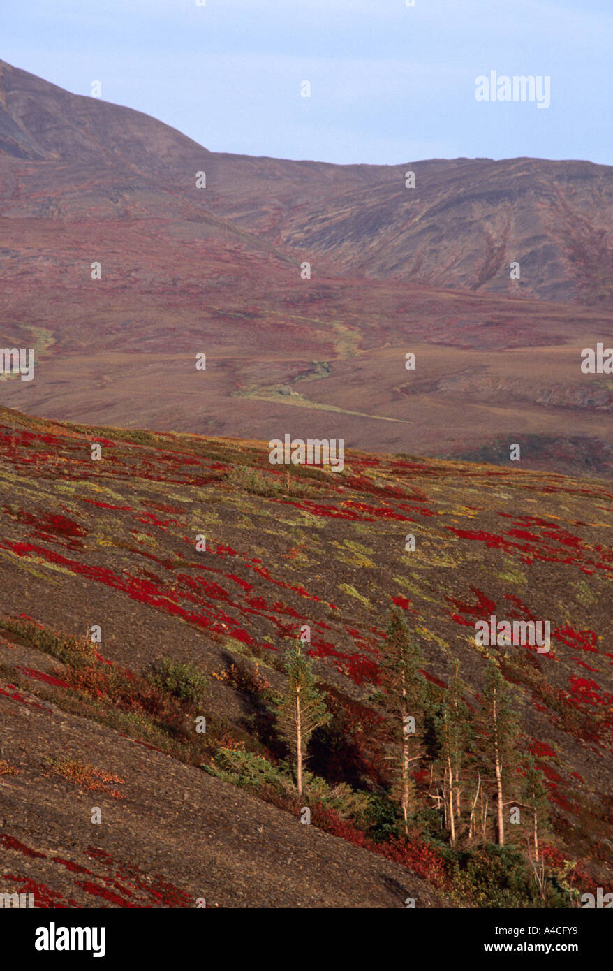 Fall colours of tundra Dempster highway Northwest Territory Canada ...
