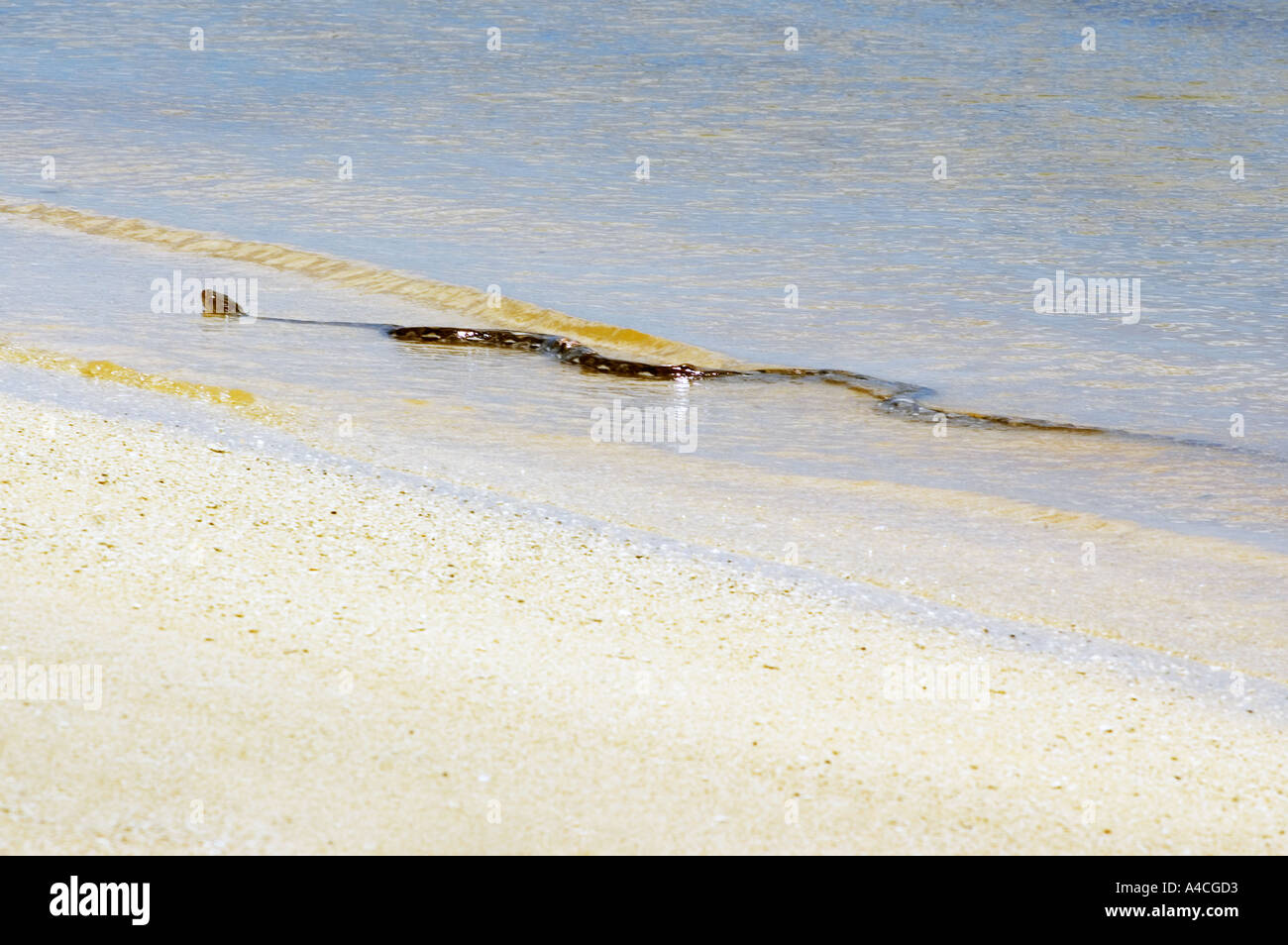 Bali the python hi-res stock photography and images - Alamy