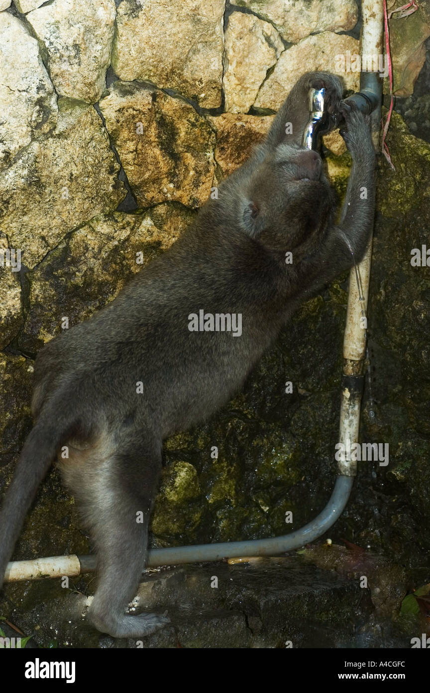 indonesian monkey drinking water from a tap, uluwatu, bali Stock Photo ...