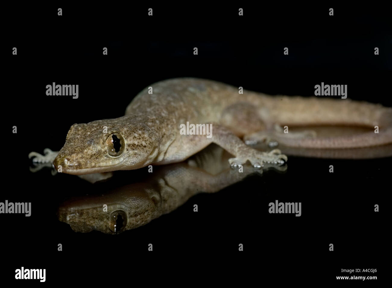The asian house gecko hi-res stock photography and images - Alamy