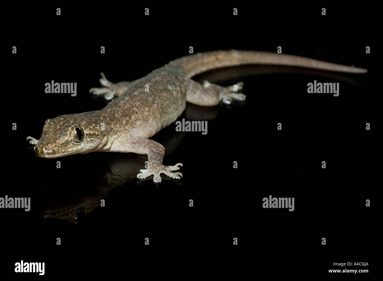 Asian House Gecko Stock Photo - Alamy