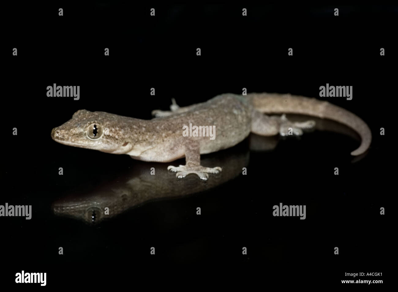 The asian house gecko hi-res stock photography and images - Alamy